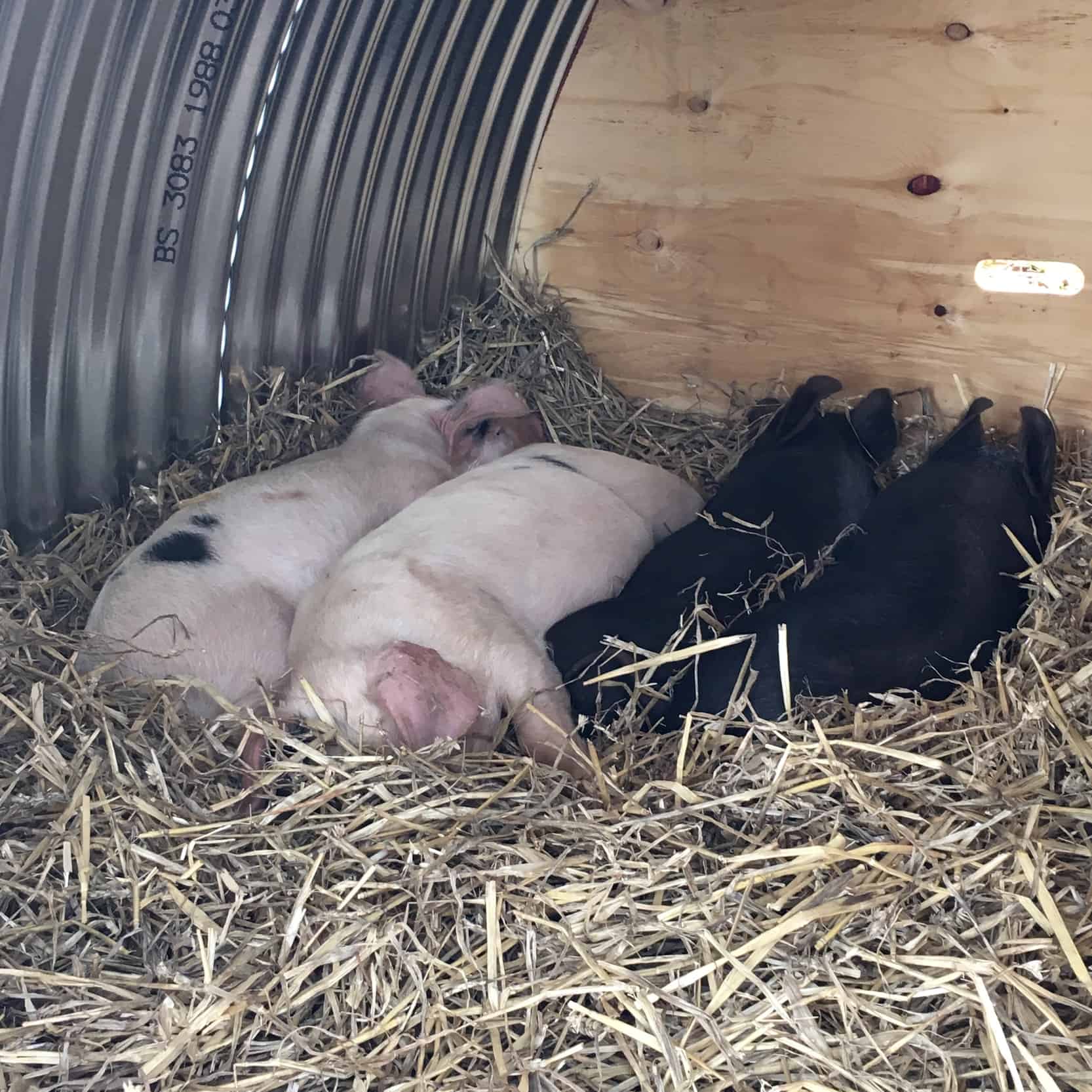 Piggy heaven in Devon! • Brownscombe Luxury Glamping